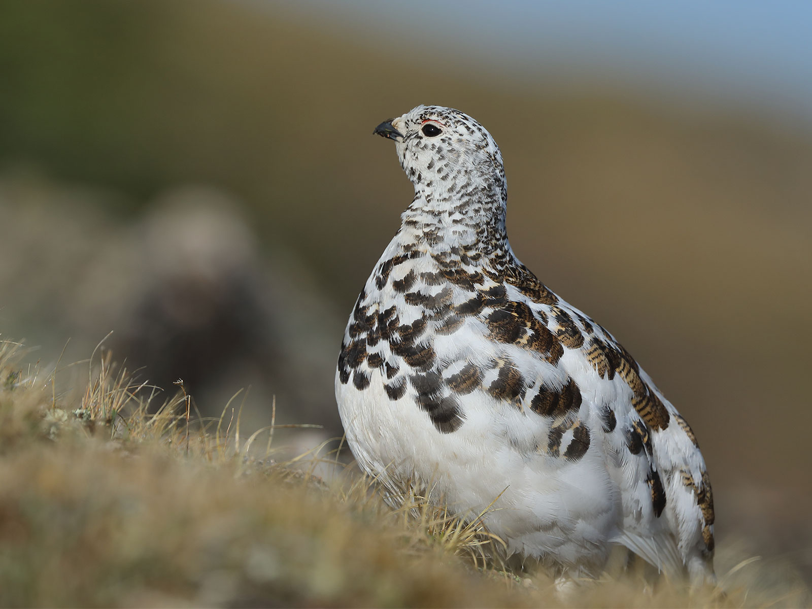 Birding and Wildlife in Colorado – Paula Stanton & Associates